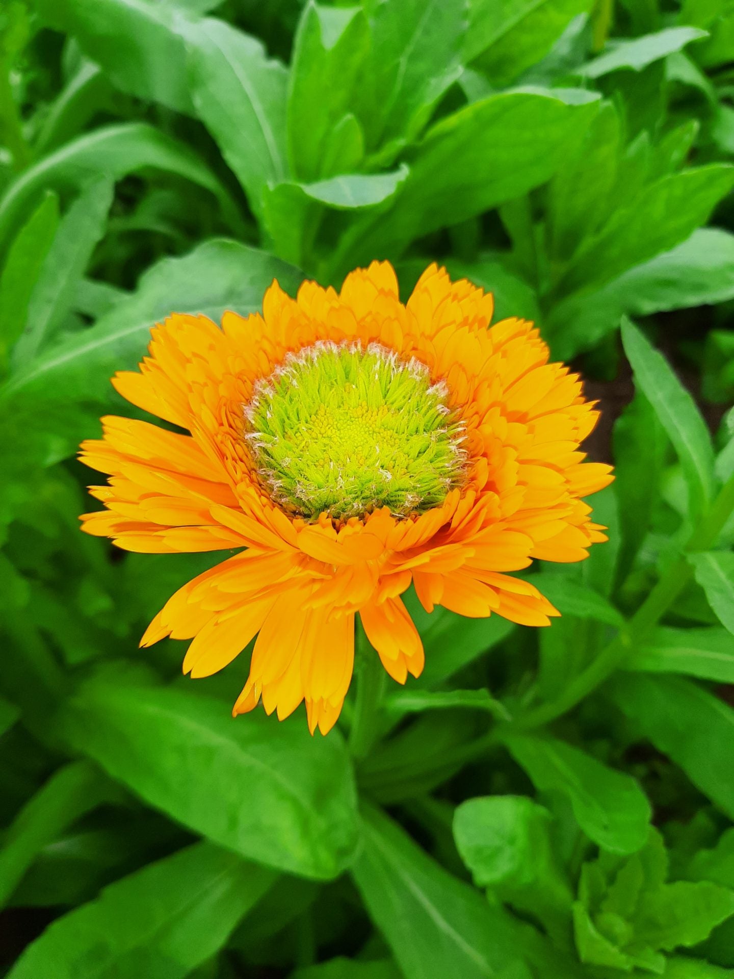 Kliņģerīte 'Greenheart Orange' – Dārznieces veikals