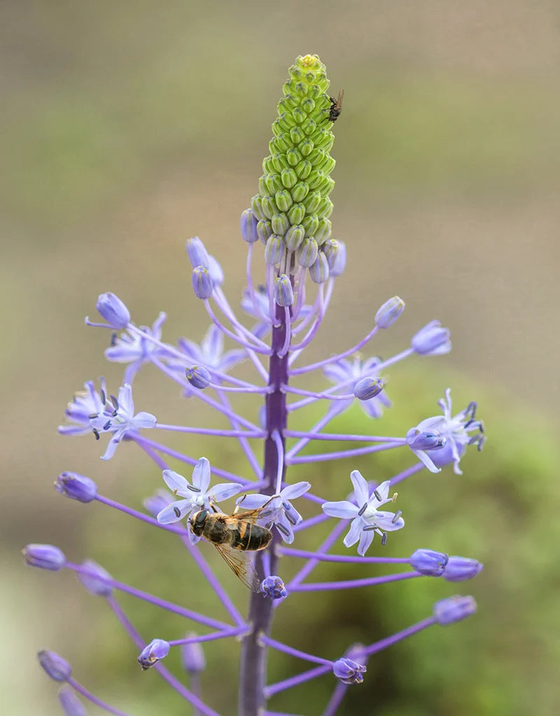 Scilla 'Blue Arrow' – Dārznieces veikals